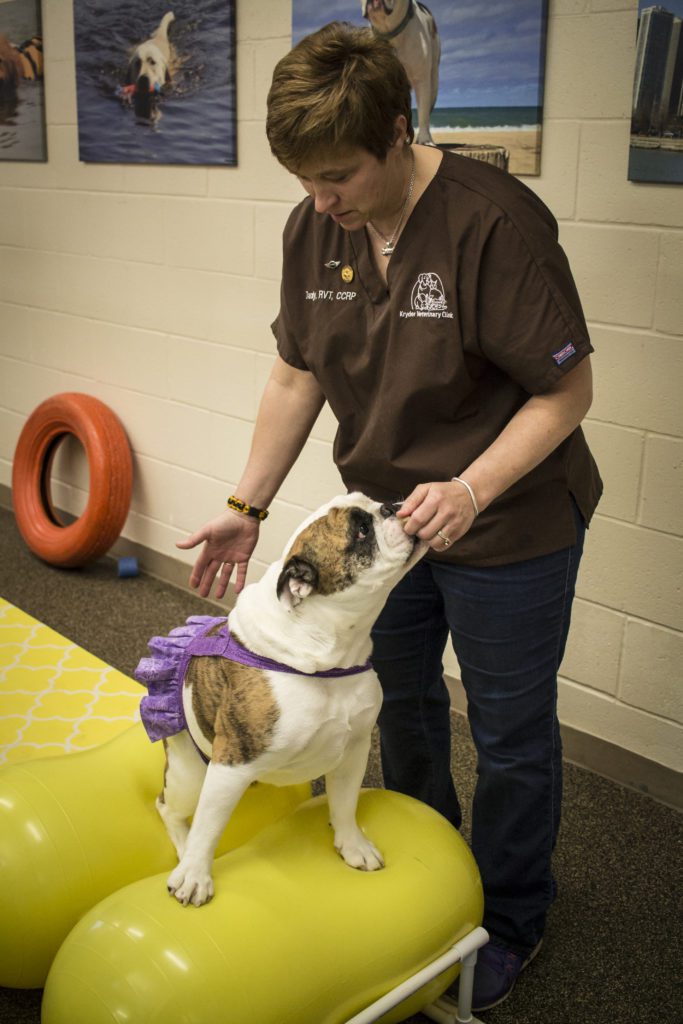 4 Benefits of Dog Physical Therapy in Granger, IN | Kryder & Harr ...
