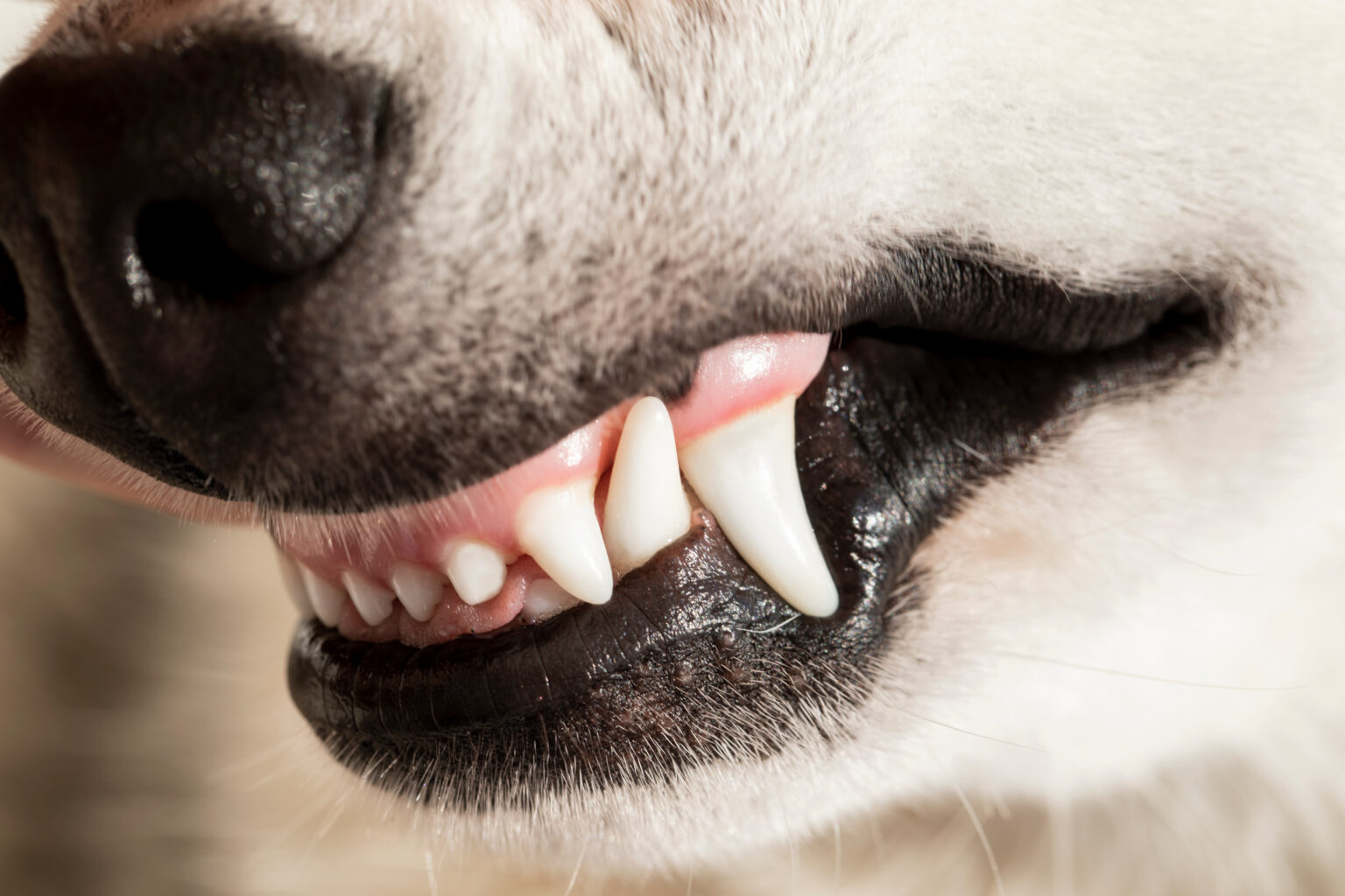 Should I Call the Vet If My Dog Has Pale Gums? | Kryder & Harr ...