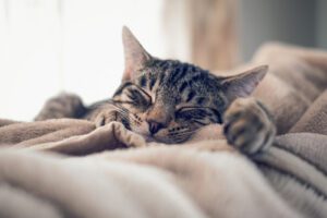 Cat Snoring: When it is Normal Behavior and When to Call the Vet ...